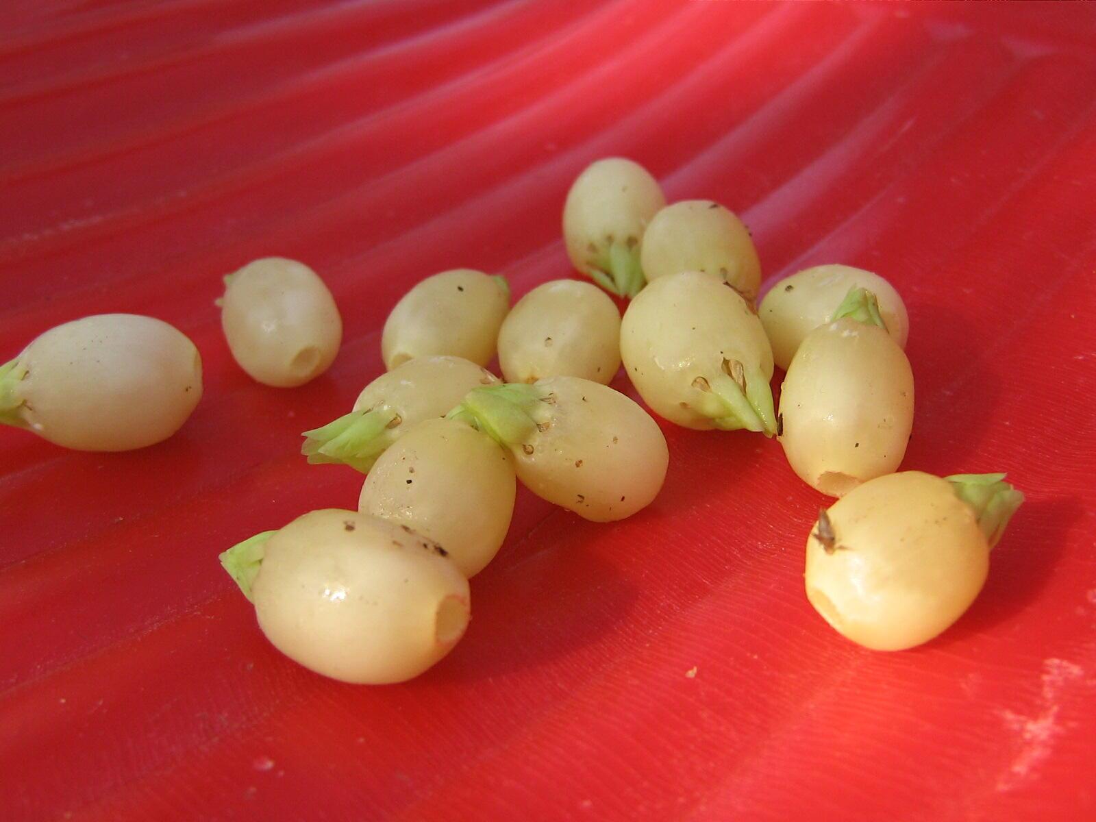 Koya Field | Grace Ministries